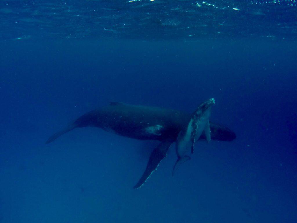 Swimming with Whales in Tonga – Travelgal Nicole Travel Blog